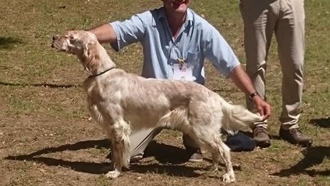 Accueil - Elevage du guet de Nole - eleveur de chiens Setter anglais